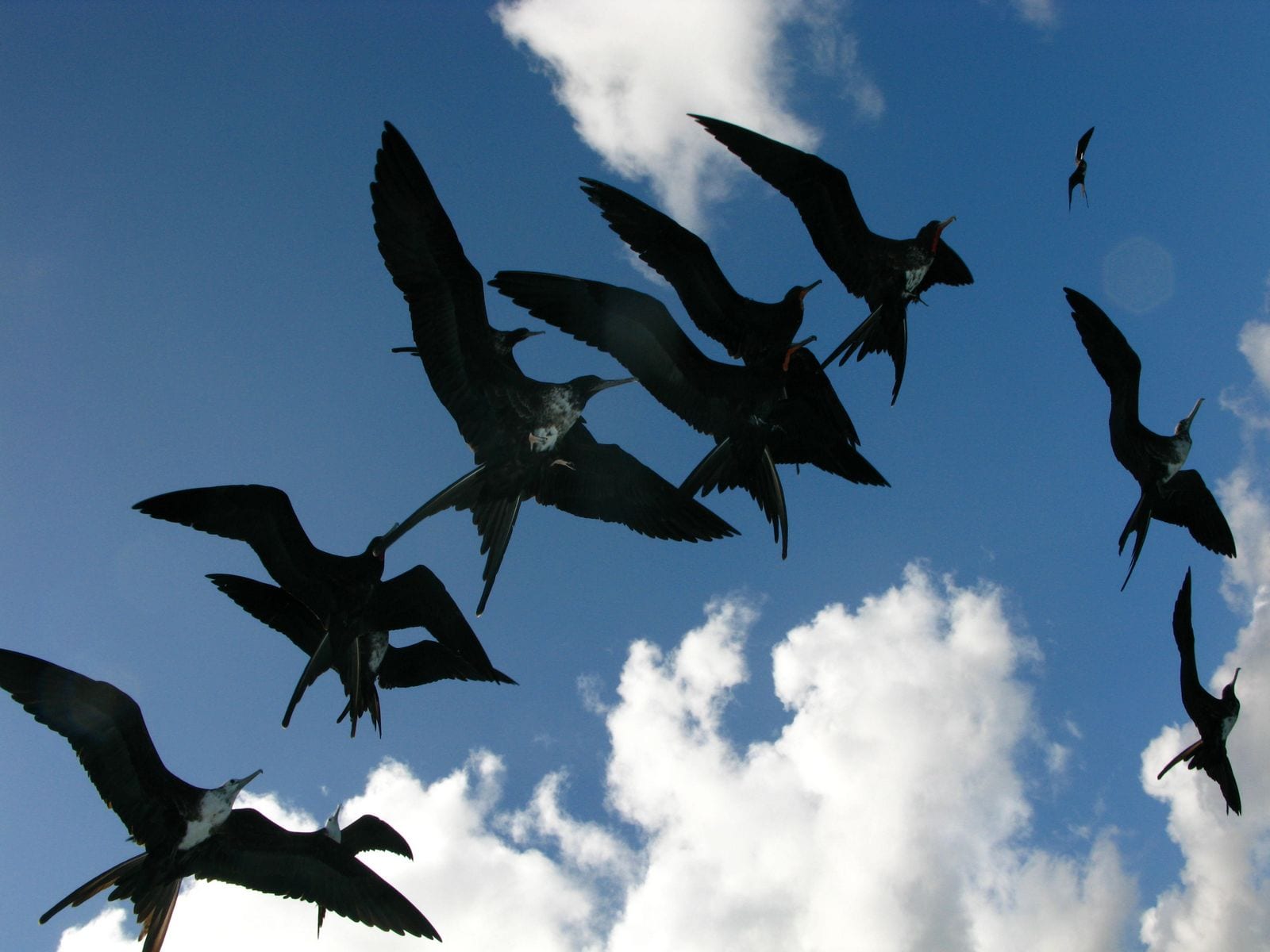 Updated Crap Counter: Eleven Birds, One Bat.