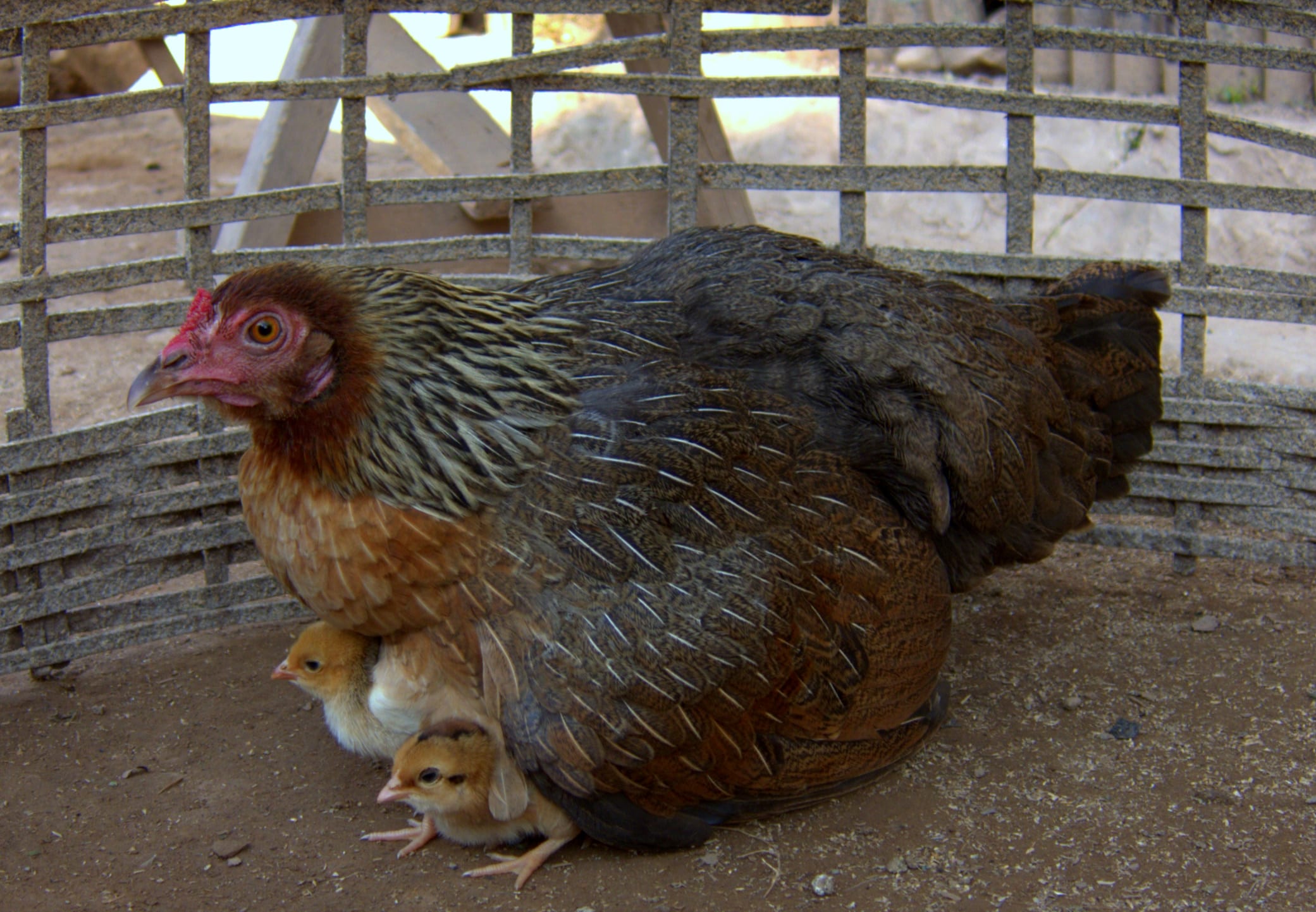 Public Transportation in Laos: Chicken Bus!
