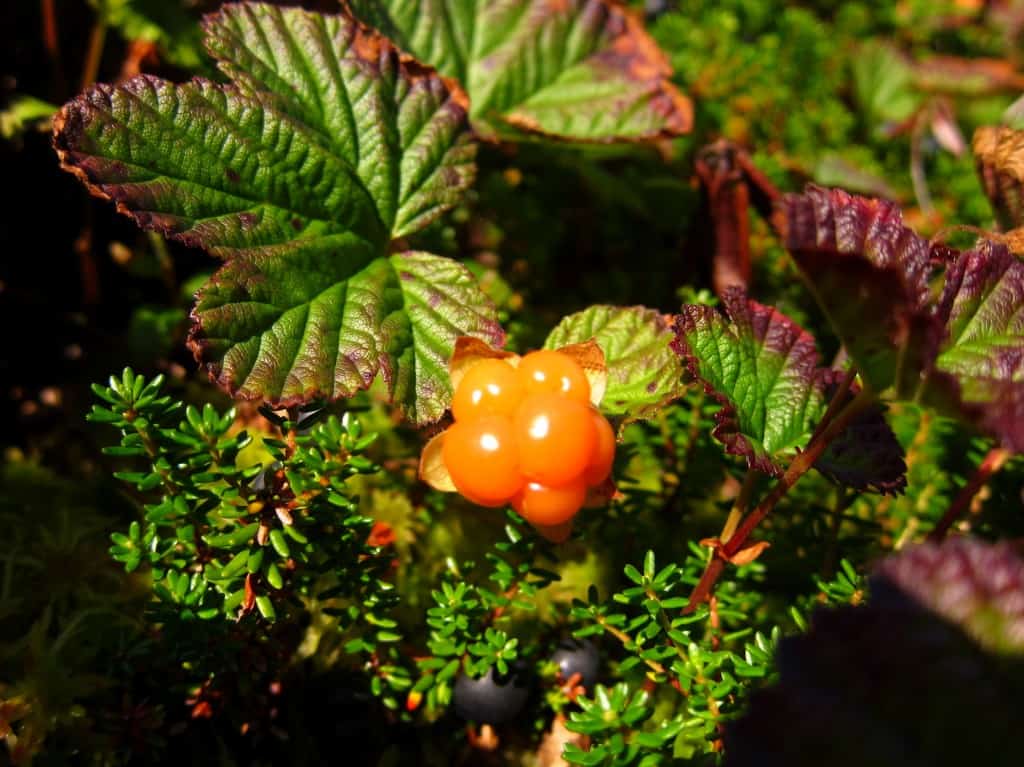 Photos from Newfoundland and Gros Morne National Park